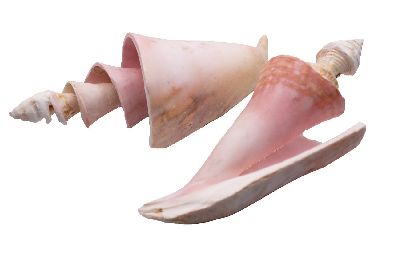 Pink Conch Spiral Cut | The Artistic Flip Flop